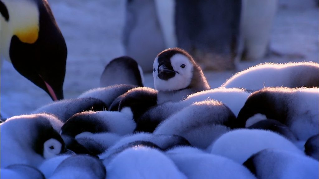 Father penguin uses unique call to distinguish chick