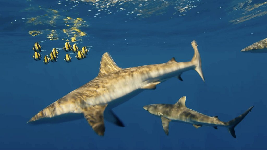 Watch the dramatic escape of tiny fish from deadly sharks