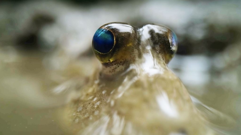 Meet the mudskipper: The remarkable fish that lives on land