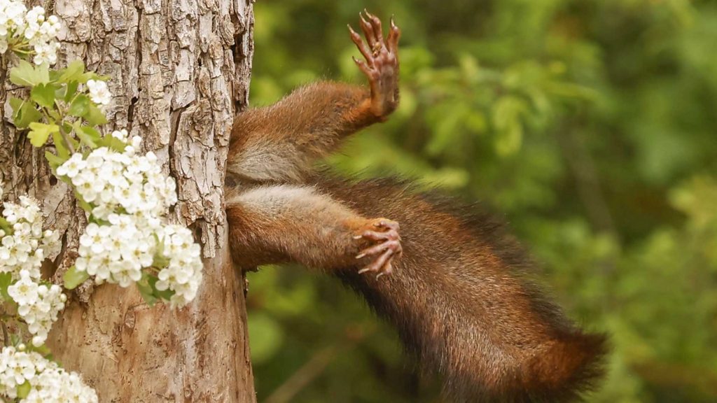 These animal photos won funniest of the year