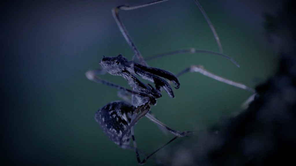 A spider's hunting technique millions of years in the making