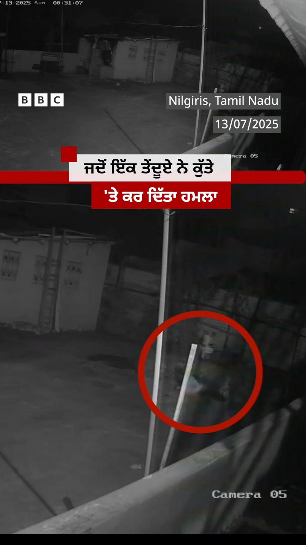 ਤੇਂਦੁਆ ਅਤੇ ਕੁੱਤਾ