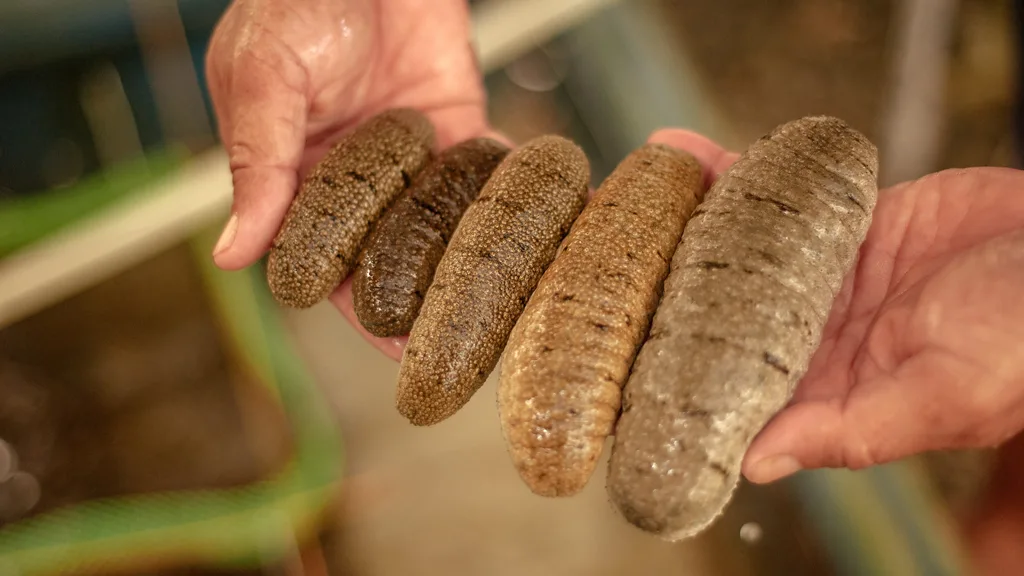 Sea cucumbers