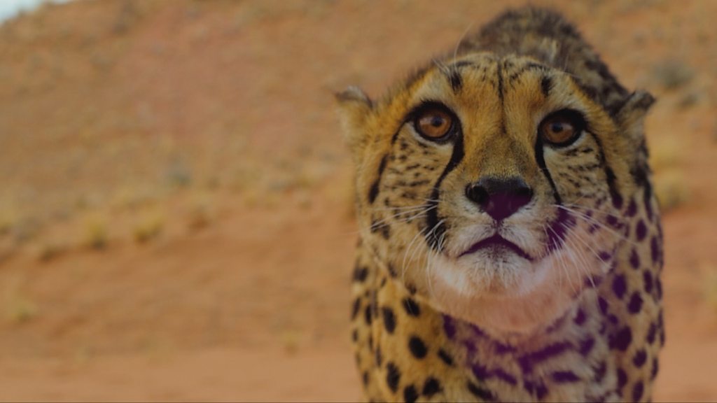 Watch a cheetah up-close as it chases its prey