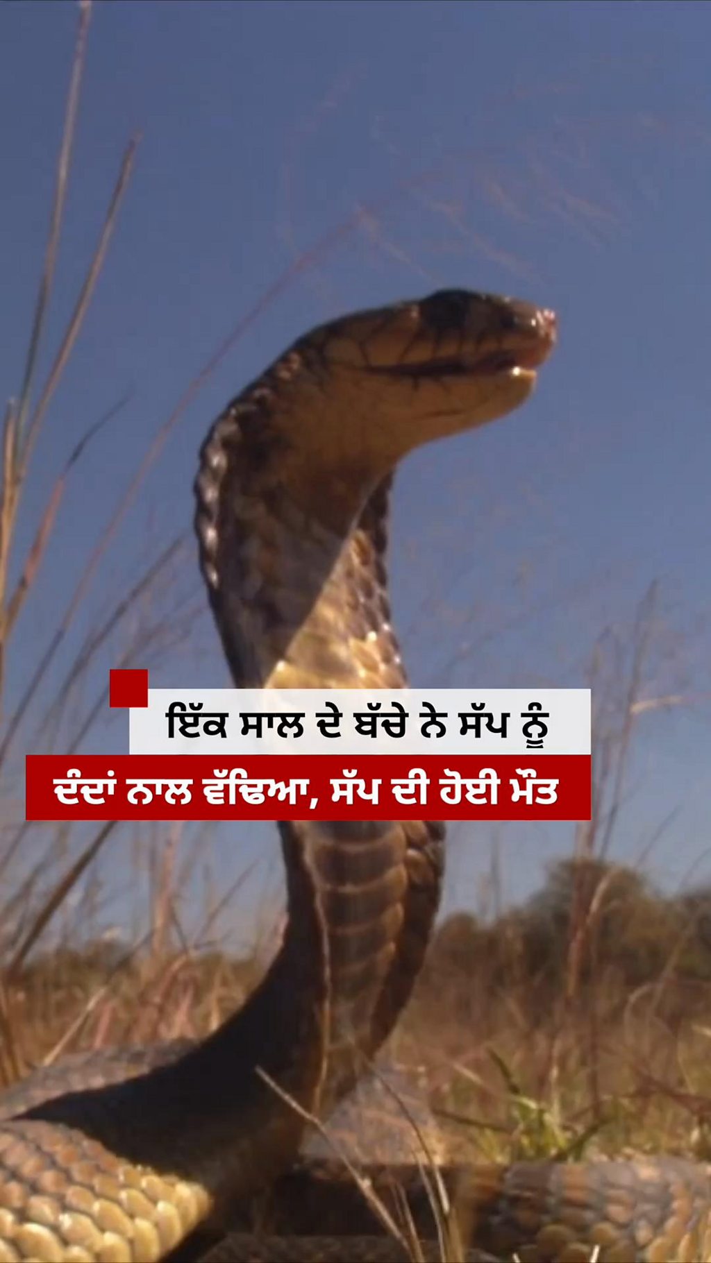 ਸੱਪ