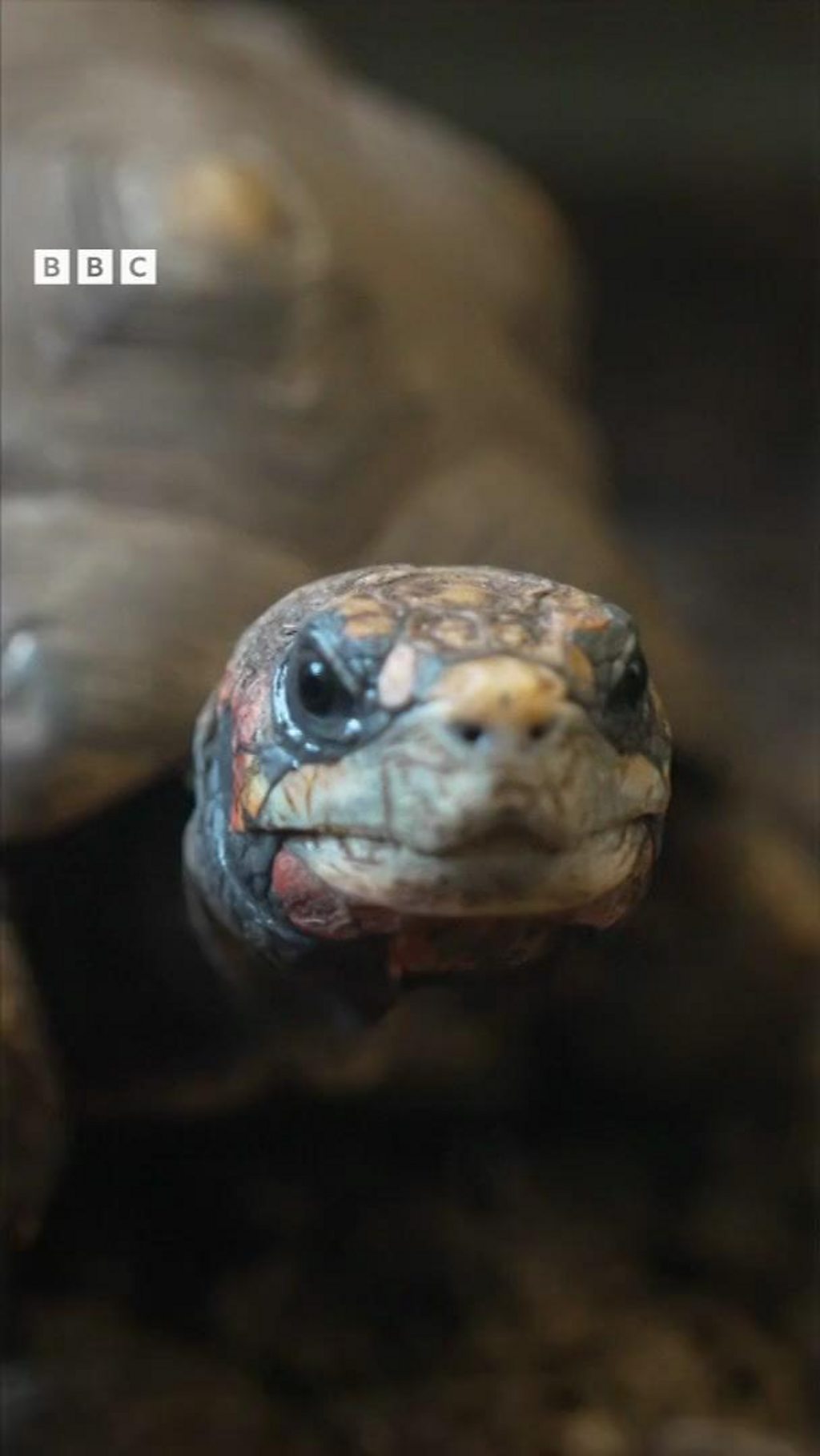 tortoise
