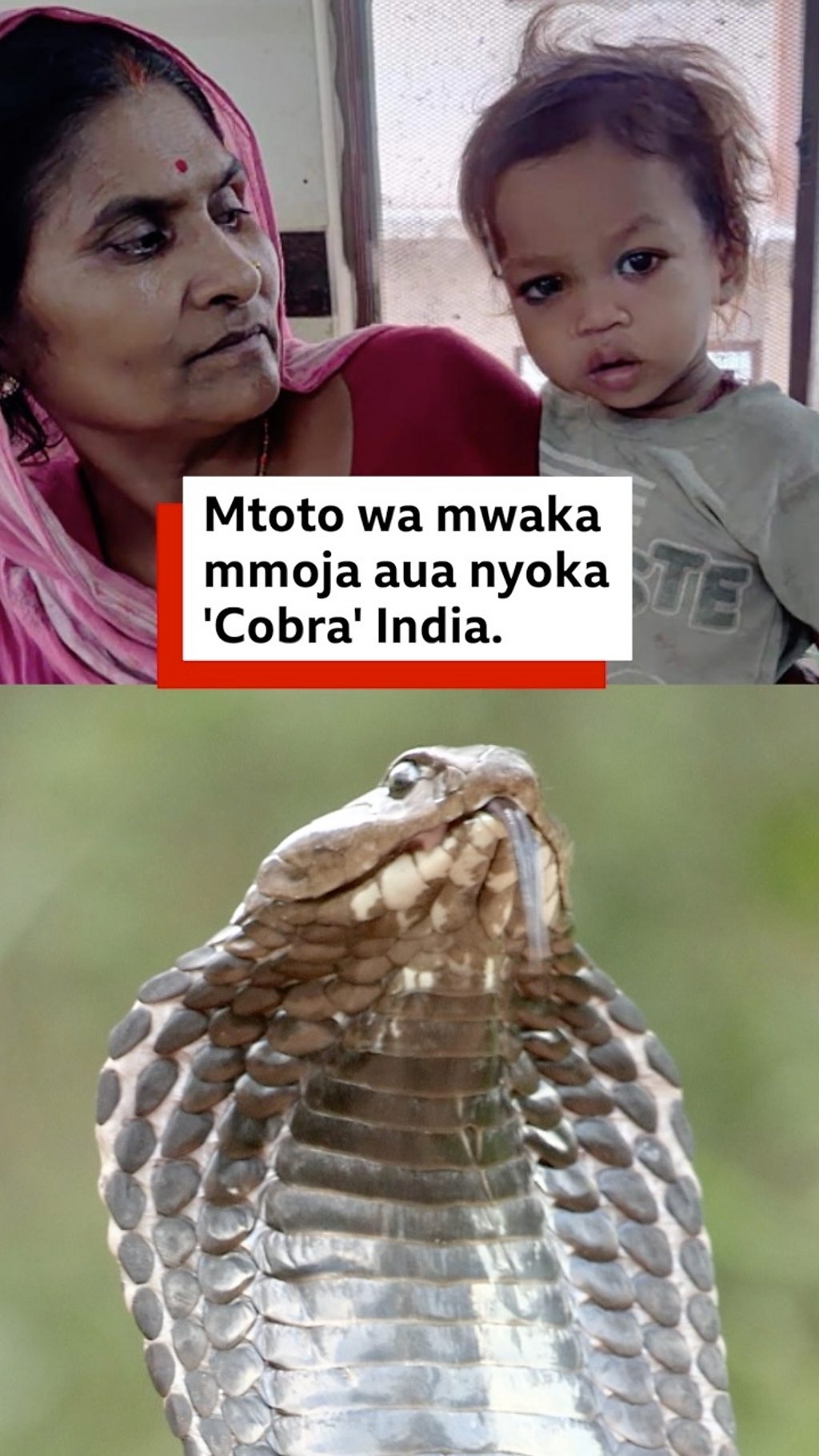 Mtoto alivyomuua nyoka kwa kumng'ata nchini India