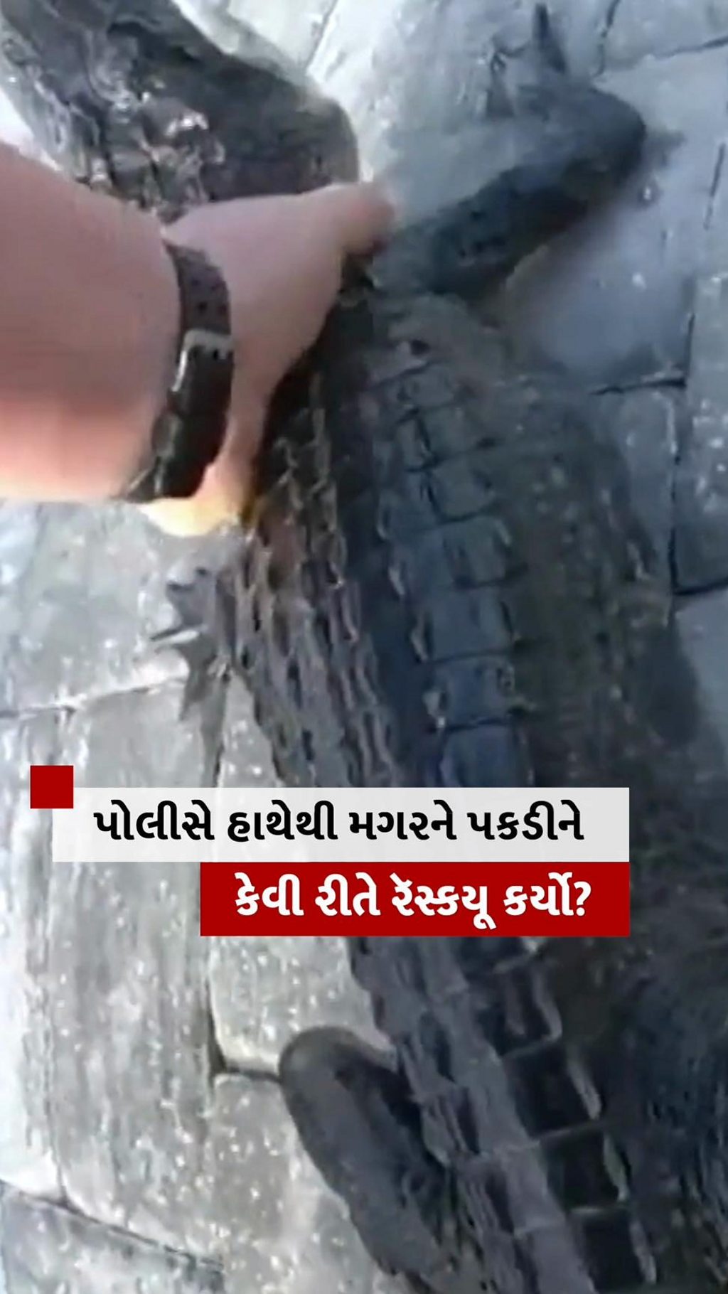 નાનકડા મગરને કેવી રીતે રૅસ્ક્યૂ કરાયો ?