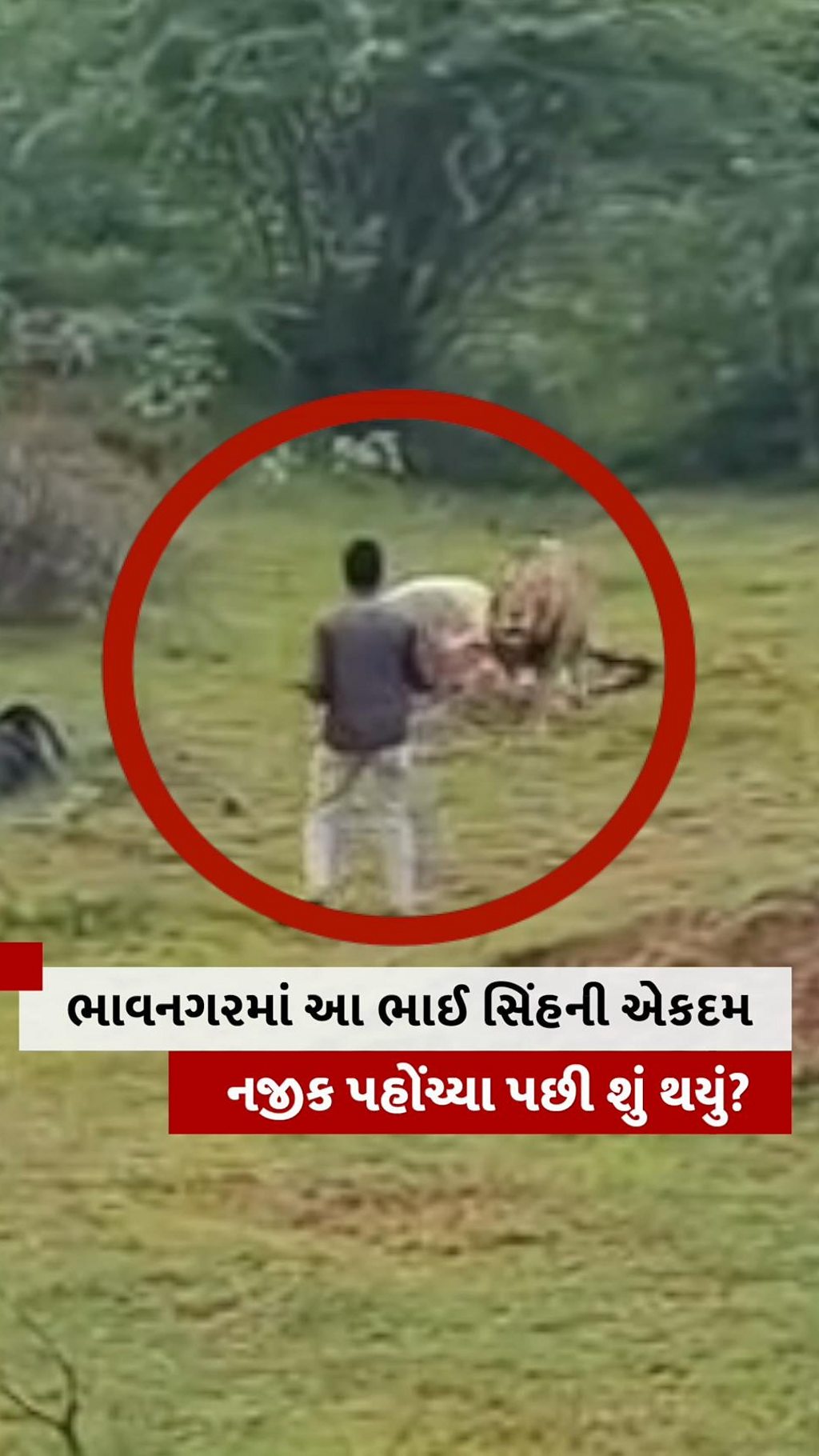 ભાવગનગરમાં આ ભાઈ સિંહની એકદમ નજીક પહોંચ્યા પછી શું થયું?