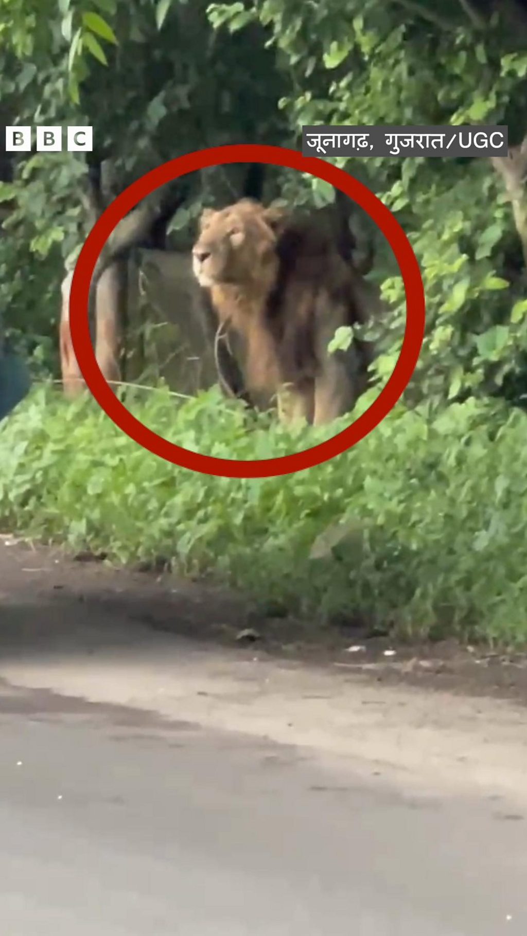 जब सड़क किनारे आ गया शेर