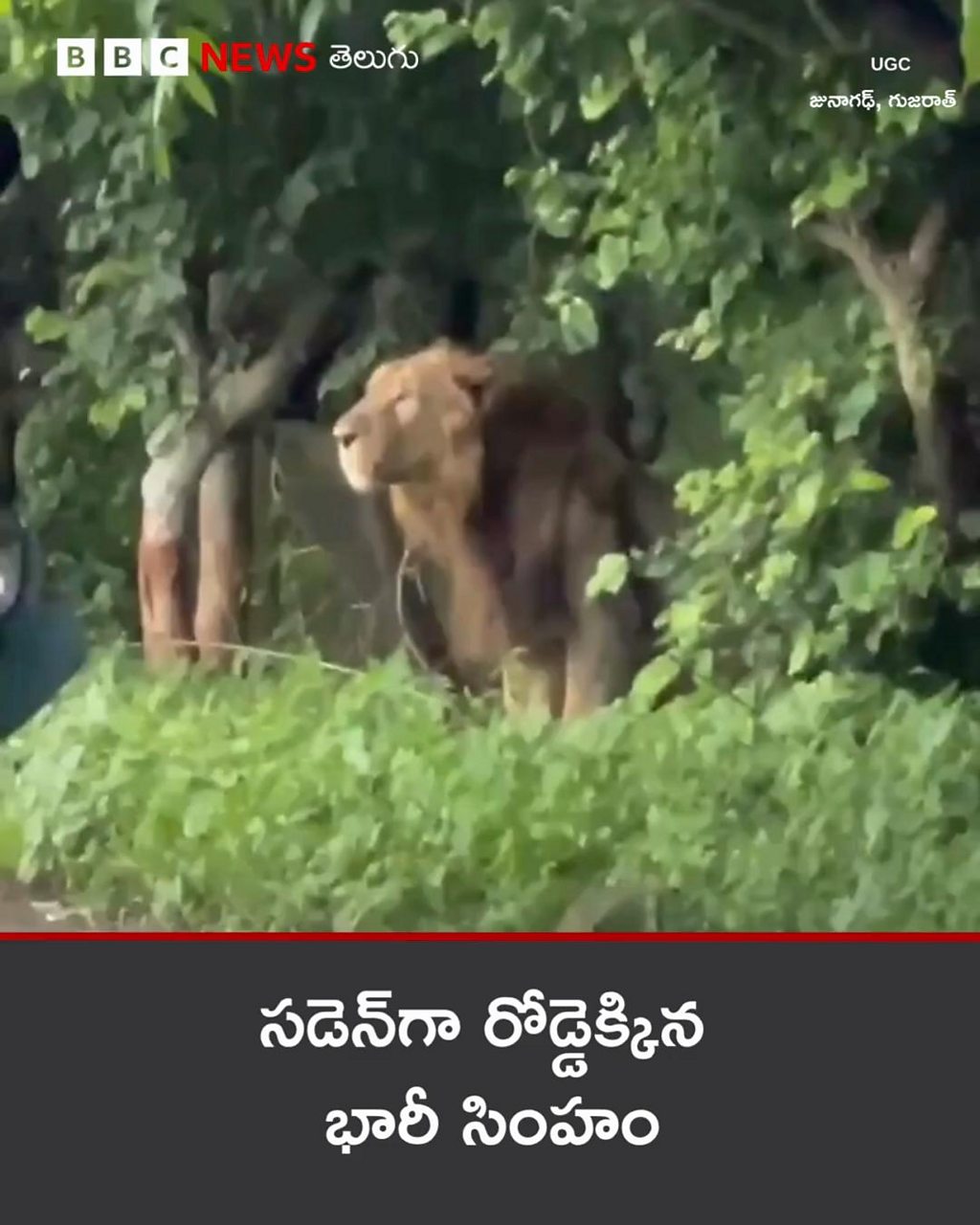సింహం