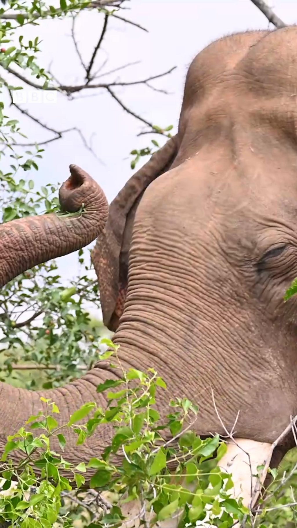 elephants, pawan kalyan