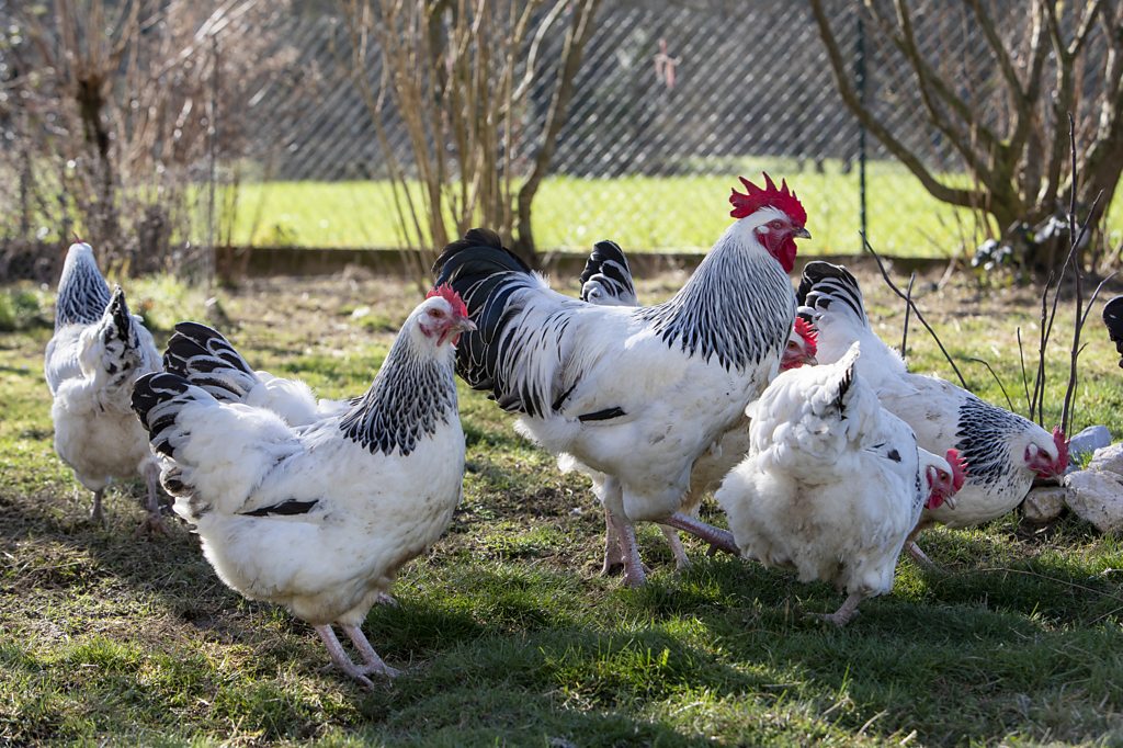 The quirky hen racing championship in the UK's Peak District