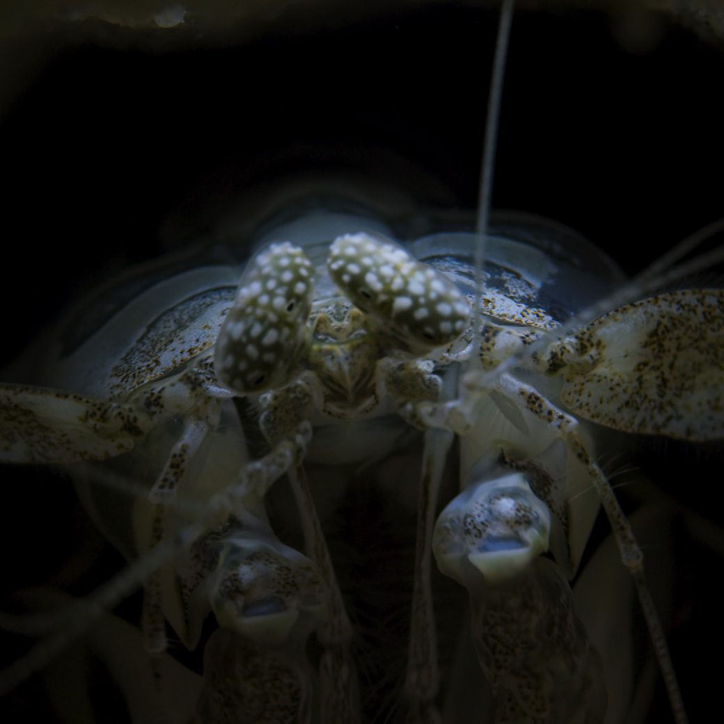 Mantis Shrimp Candy Corn