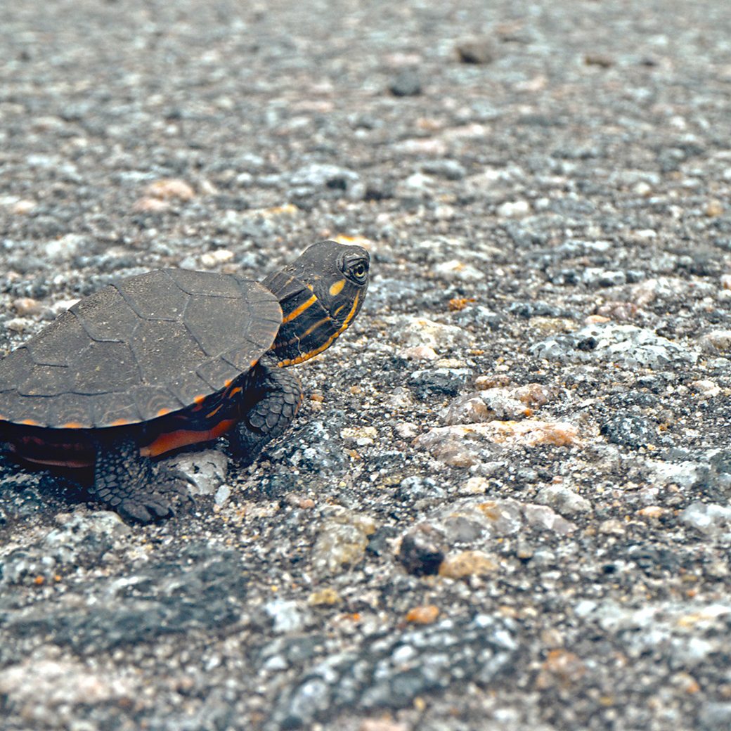 Cute Baby Painted Turtle