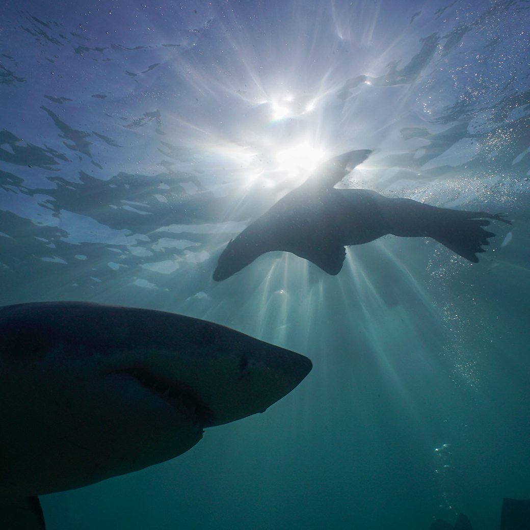 White Shark Wallpapers Poster, Wandbild Great White Shark On A White
