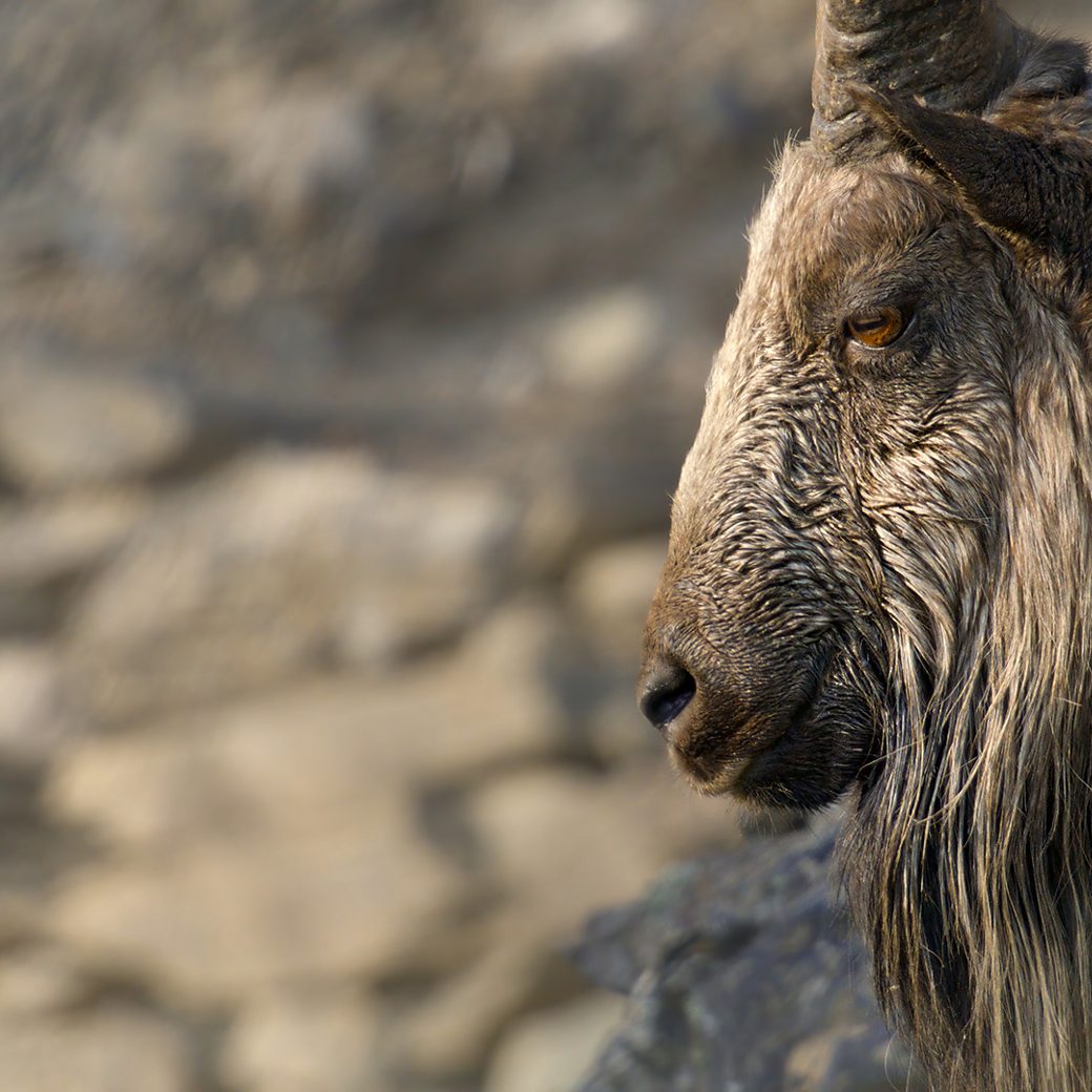Himalayan Mountain Goat