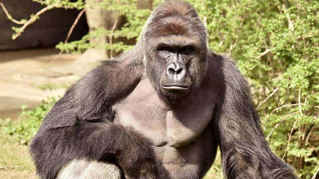 A Harambe-shaped Cheeto just sold for $100,000 - BBC Three