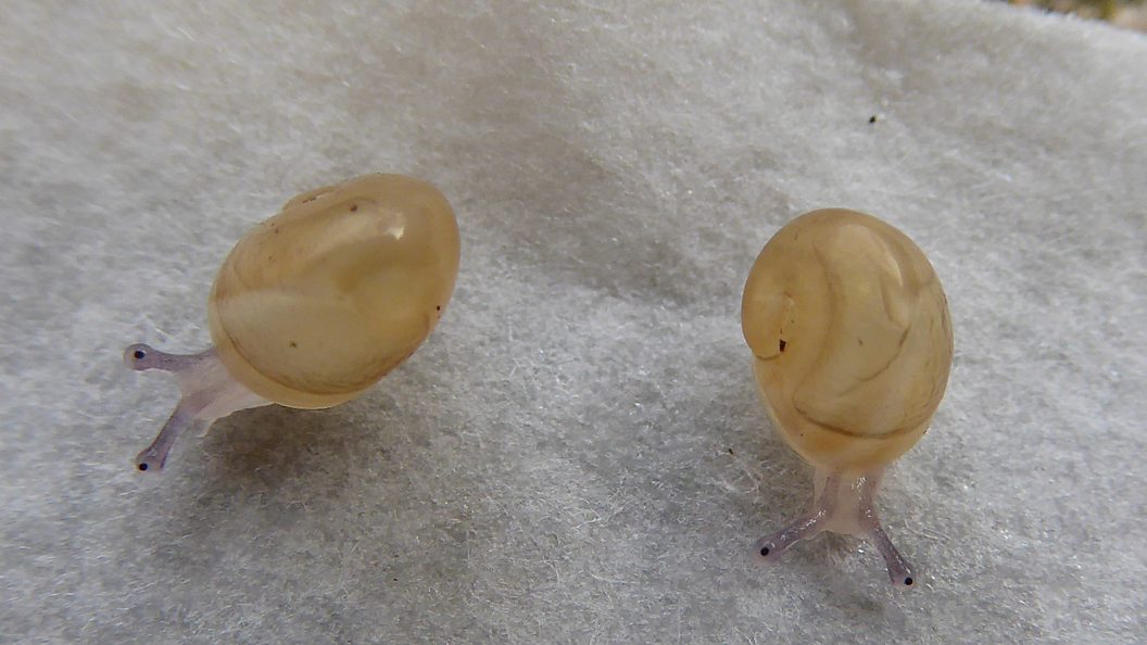 RIP Jeremy: The tragic tale of a mutant snail - BBC Three