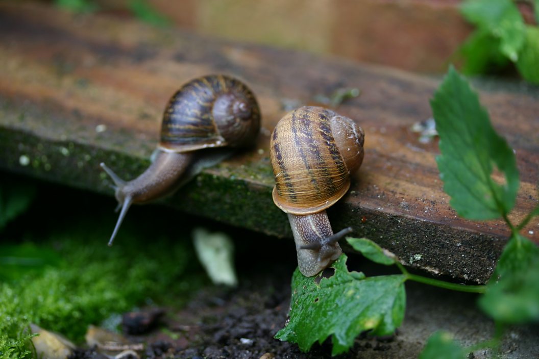 RIP Jeremy: The tragic tale of a mutant snail - BBC Three