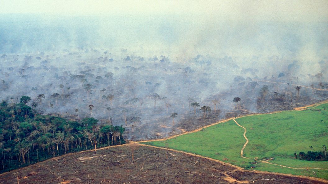 The 'largest ever tropical reforestation project' is happening - BBC Three