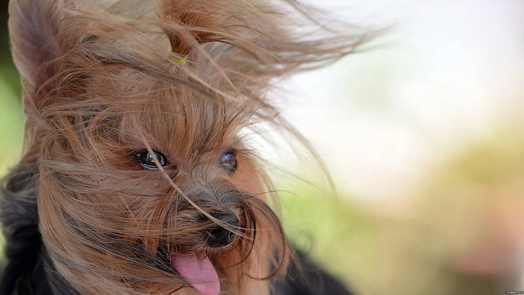 The windswept dogs of Storm Doris - BBC Three