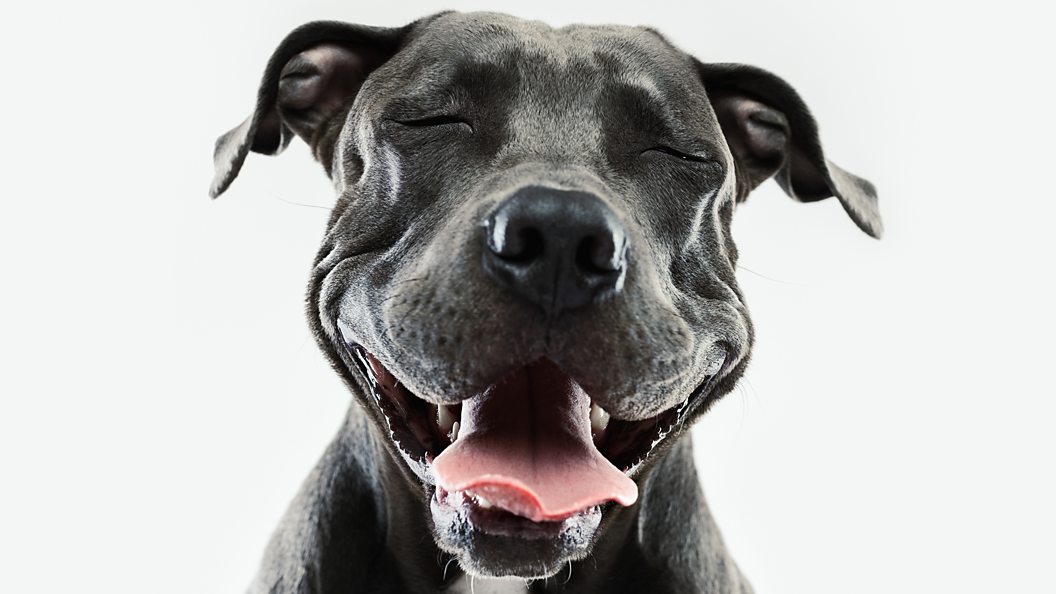 Nine reasons to be happy - BBC Three