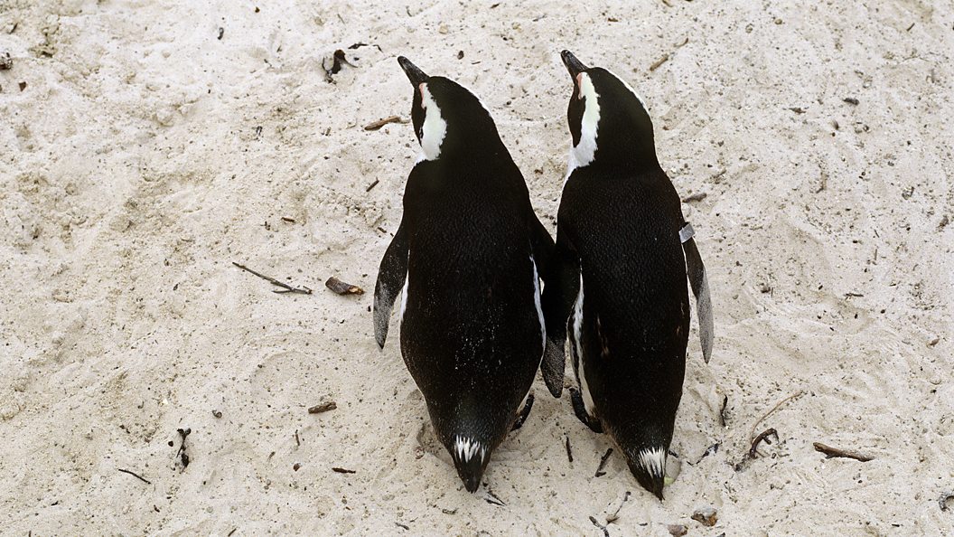 Why a loved-up penguin couple is giving us #relationshipgoals - BBC Three