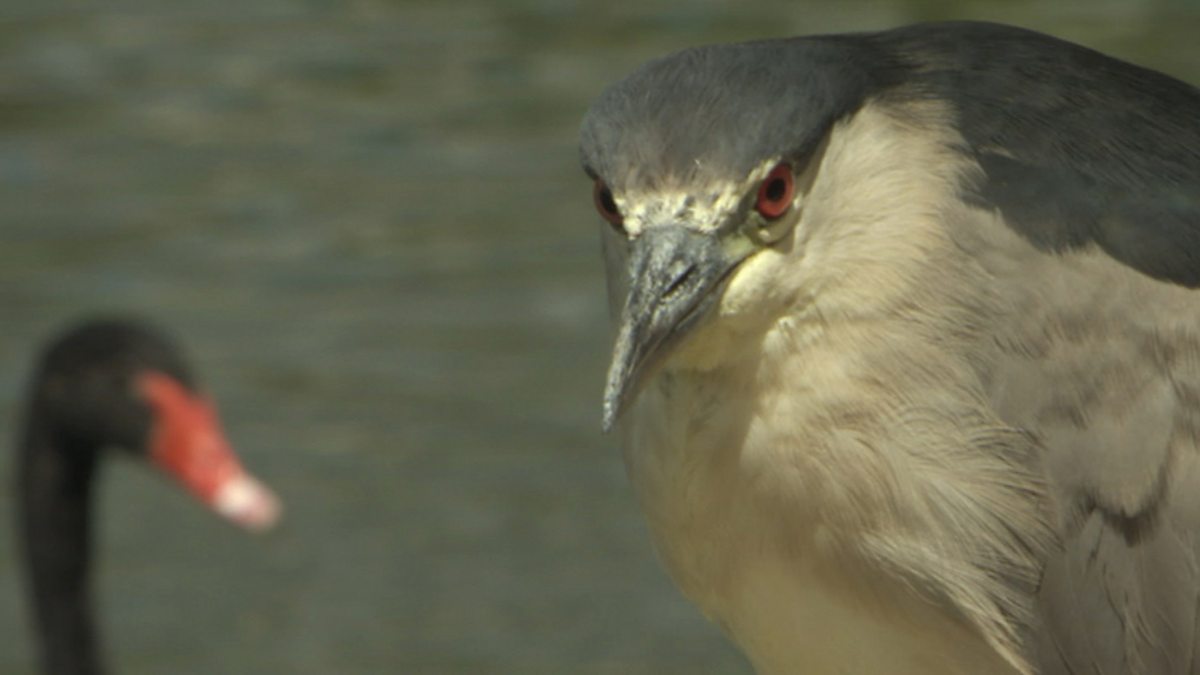BBC One - Super Smart Animals - Hank