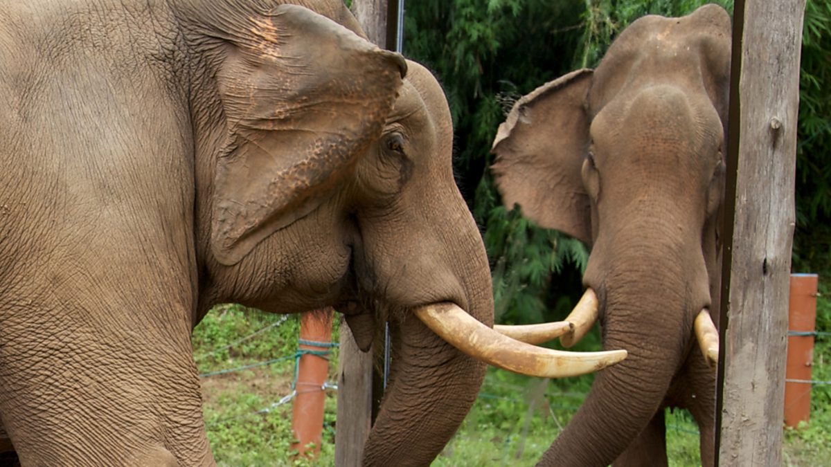 BBC One - Super Smart Animals - Phu ki