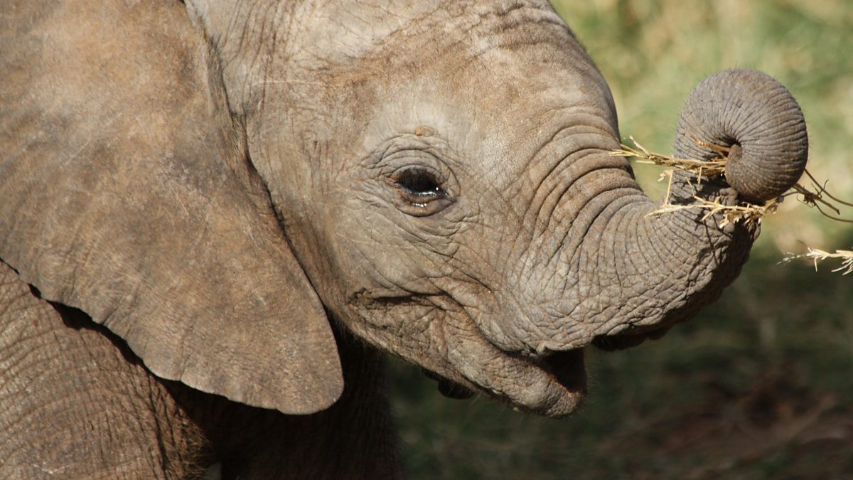 BBC One - Planet Earth Live - Elephants