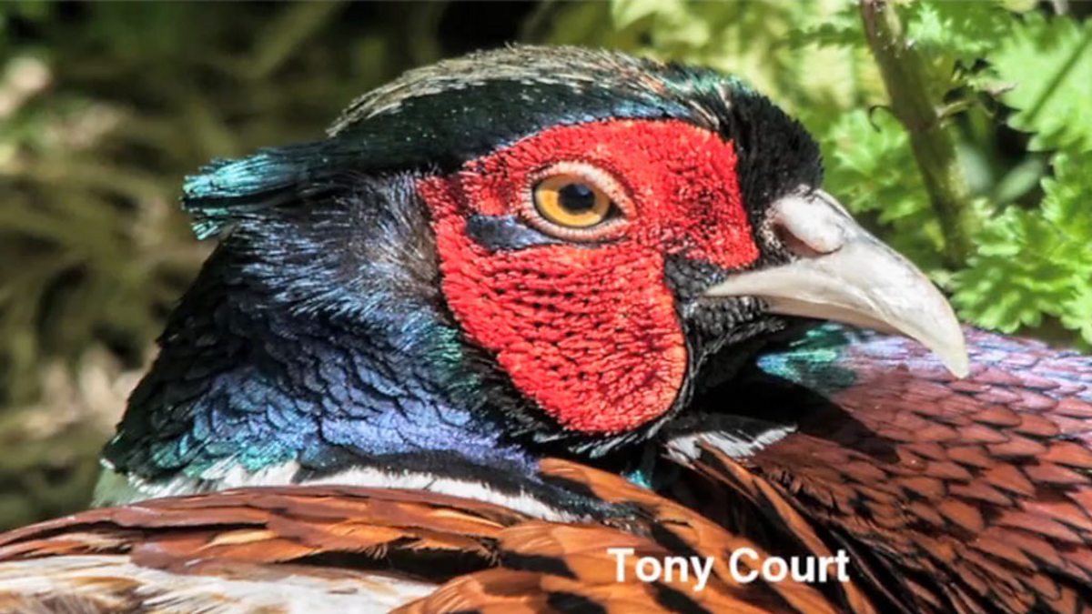 BBC Two - Springwatch, 2012, Episode 6, Springwatch 2012: Your photo ...