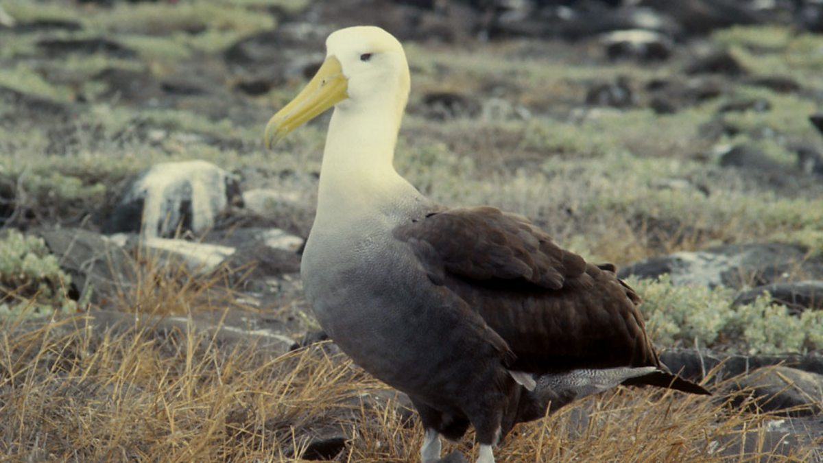 BBC Radio 4 - Bird Island, Series 1, Episode 1, Sexing the albatross
