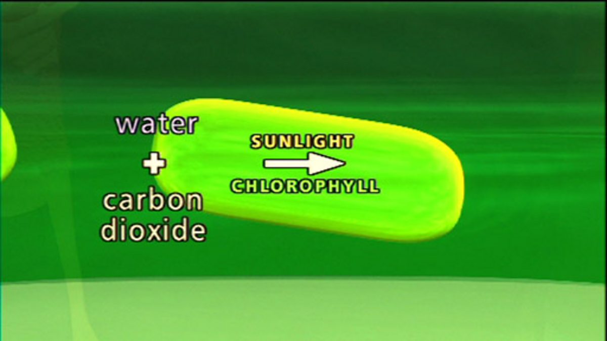 BBC Two - KS4 Curriculum Bites, Science 14-16, Relationship between ...