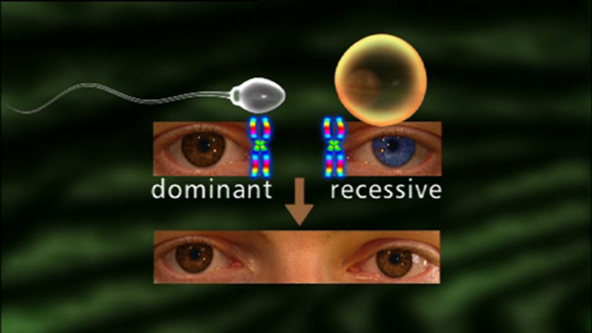 BBC Two - KS4 Curriculum Bites, Science 14-16, The inheritance of eye ...