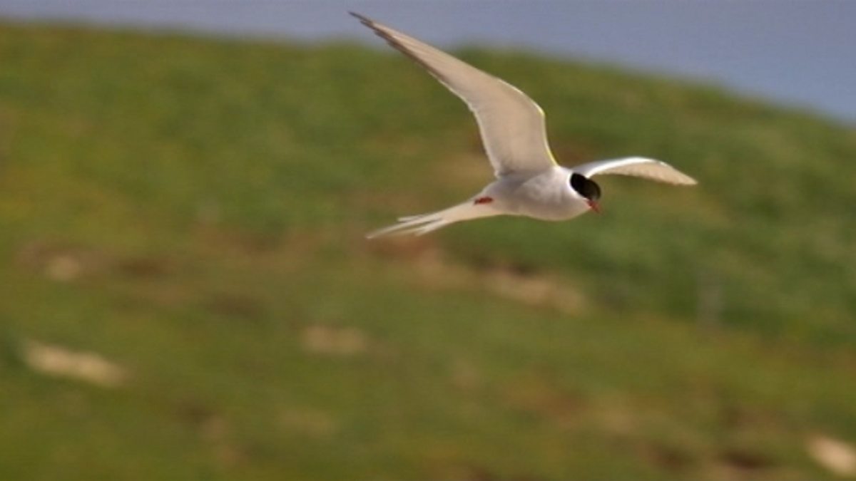 BBC Two - Springwatch, Guide to Sea Birds, The Arctic tern
