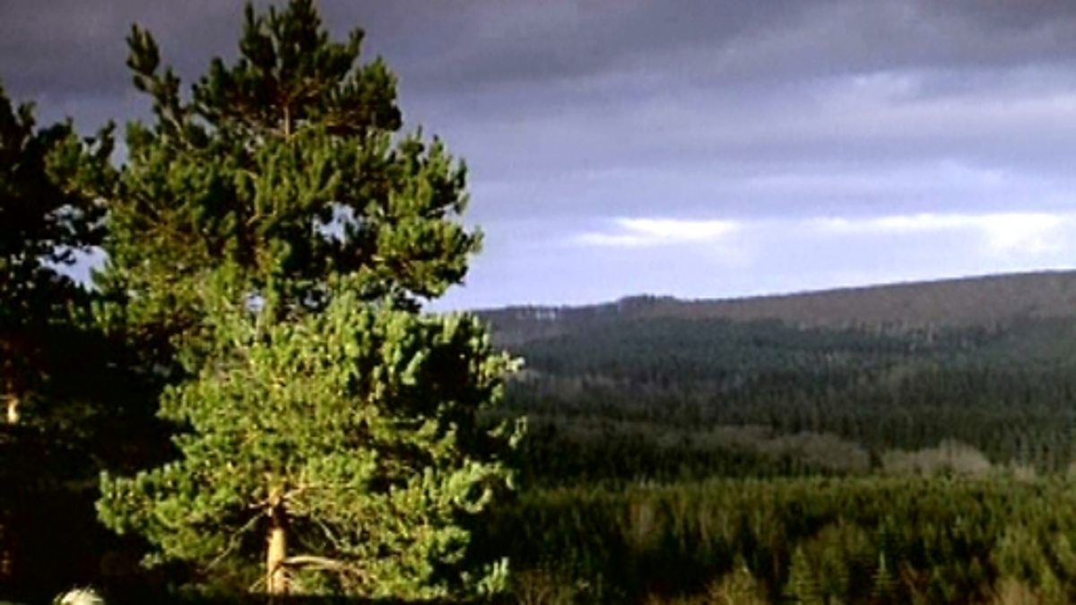 BBC Two - Geography in Animation, Changing ecosystems - Britain since ...