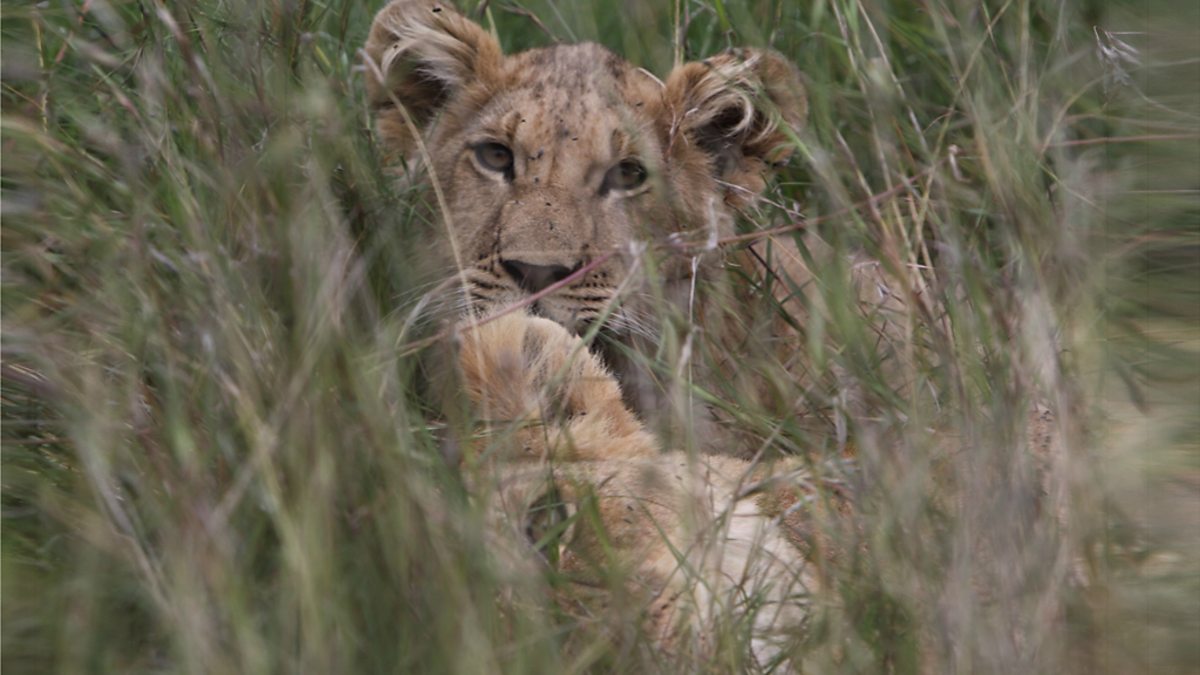 BBC One - Moja and Nyota - Planet Earth Live, Specials, A Lion's Tale ...