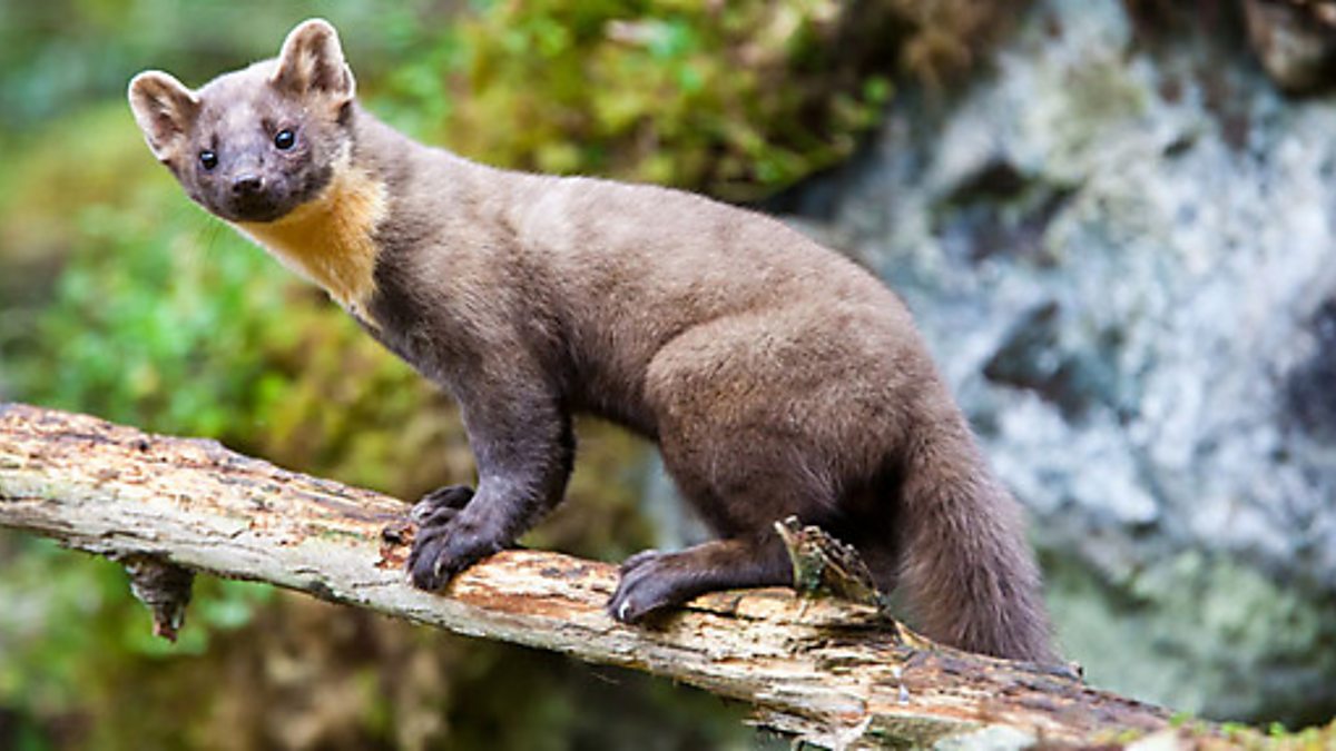 BBC - Natural wonders - Pine marten