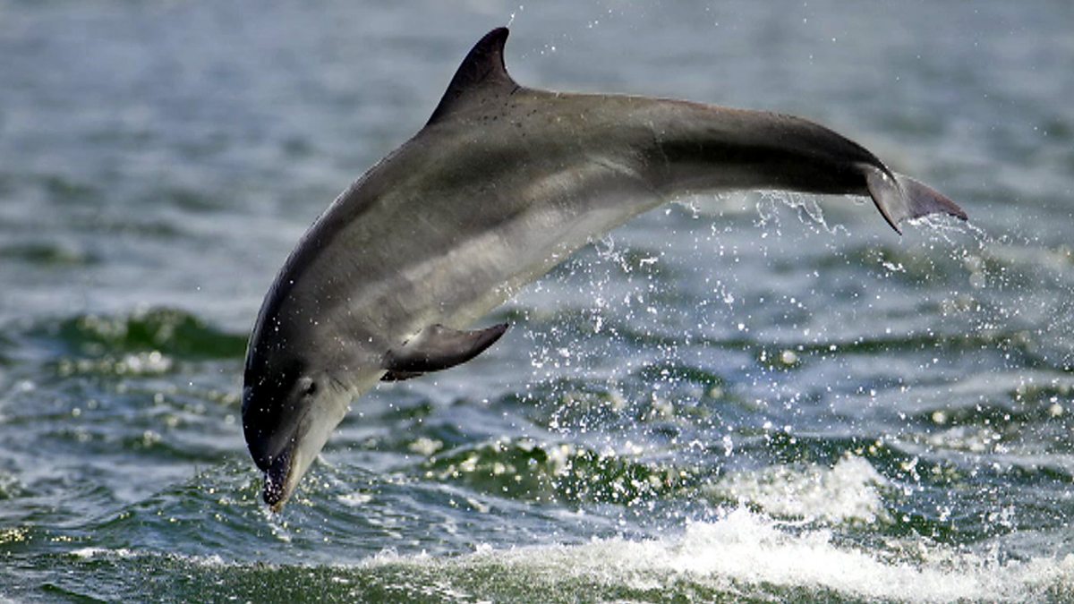 BBC One - Grand Tours of Scotland, Series 3, A Walk on the Wild Side ...