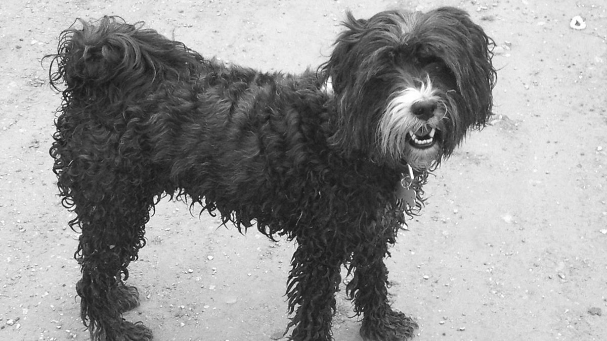 BBC Radio 4 - Ramblings, Series 22, Richmond Park, London, with Artist ...