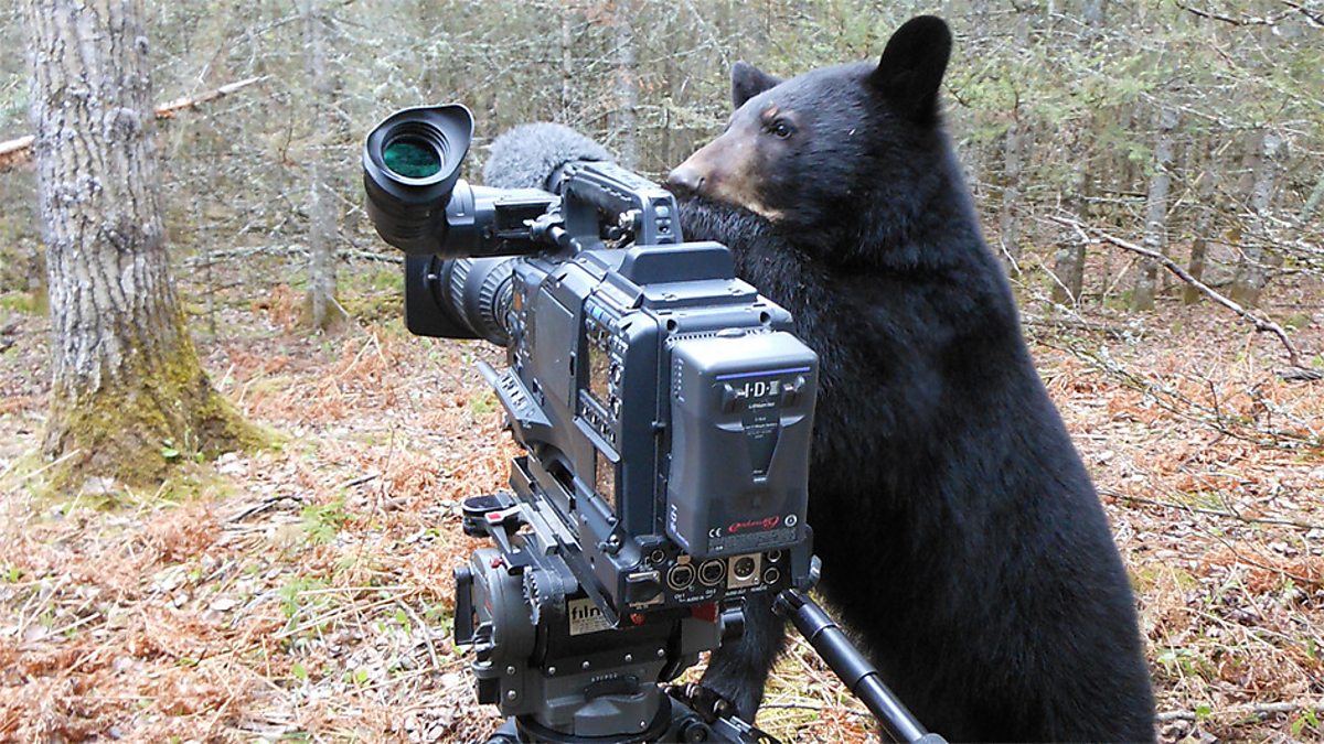 BBC - Training Gallery - A bear eating a camera