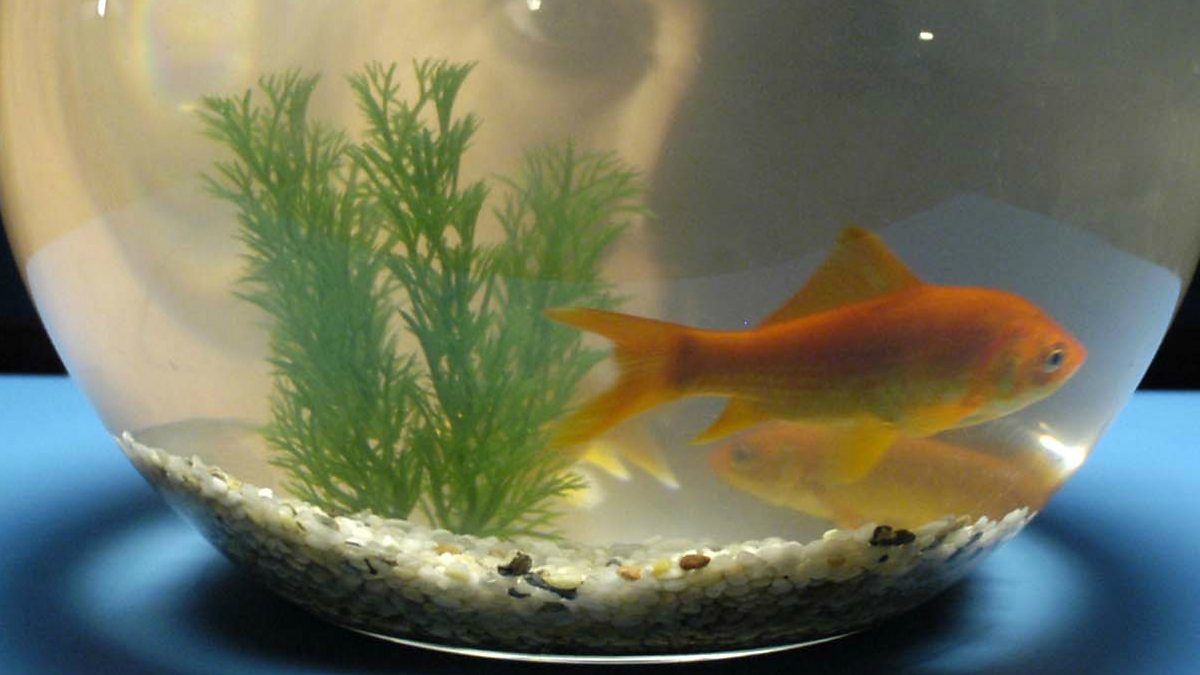 BBC Radio Lincolnshire - Rod Whiting, 19/10/2012, Rod and the ...