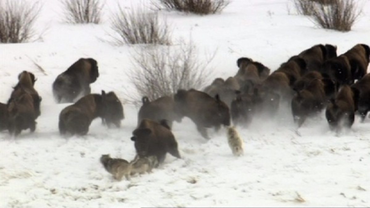 BBC Two - Natural World, 2012-2013, A Wolf Called Storm, Wolves hunt ...