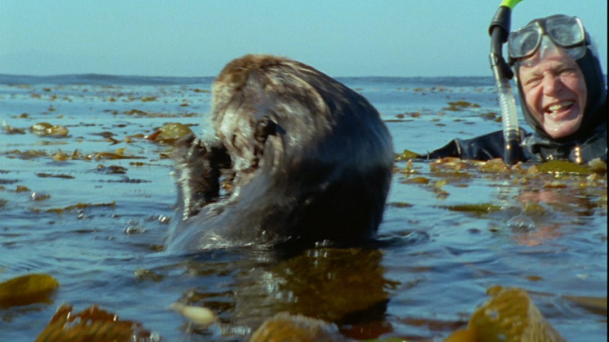 BBC Two - Attenborough: 60 Years in the Wild, Our Fragile Planet, Rare ...