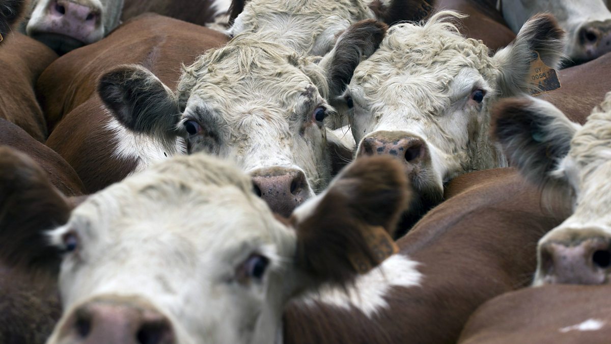 BBC Radio 4 - The Report, TB in Cattle