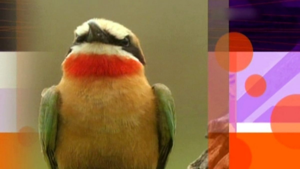 BBC Two - KS4 Curriculum Bites, A short history of the environment