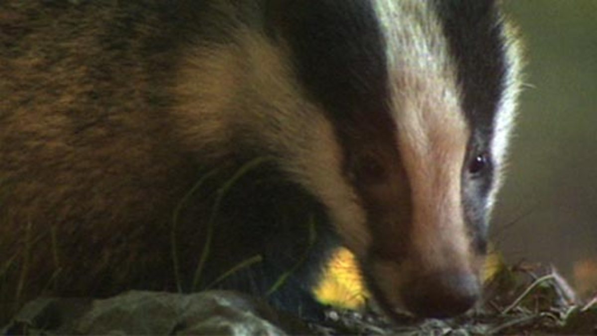 CBeebies - Barnaby Bear, Barnaby Bear and the Badgers, Badger watching ...