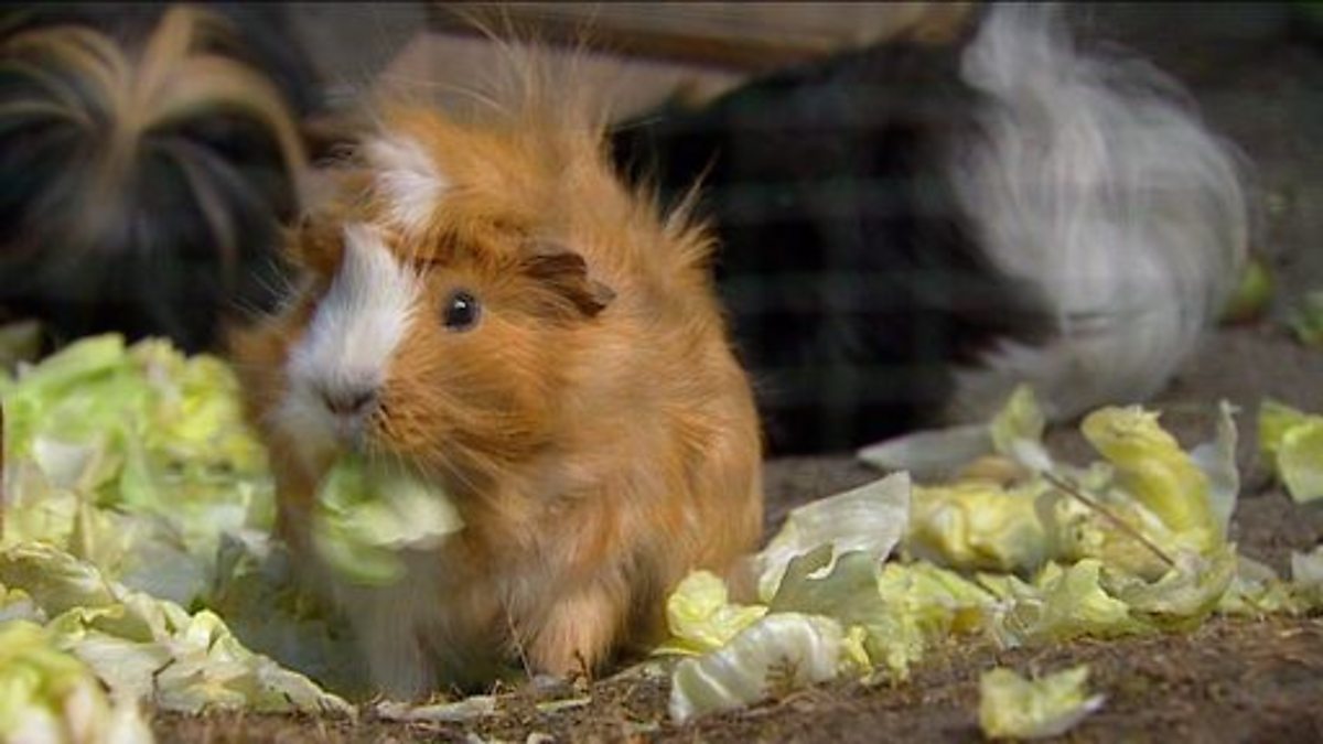 BBC Two - Being German, Allotments in Germany