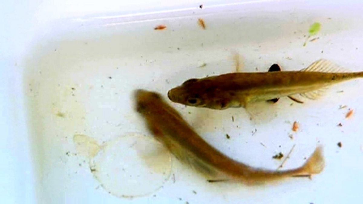 BBC Two - Science Clips, Habitats, Looking at creatures found in a pond